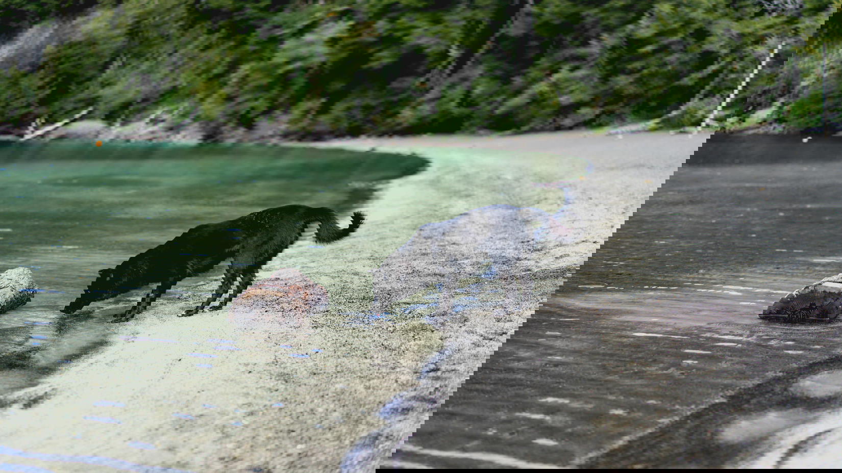 10 Photos of Cute Dogs in Patagonia