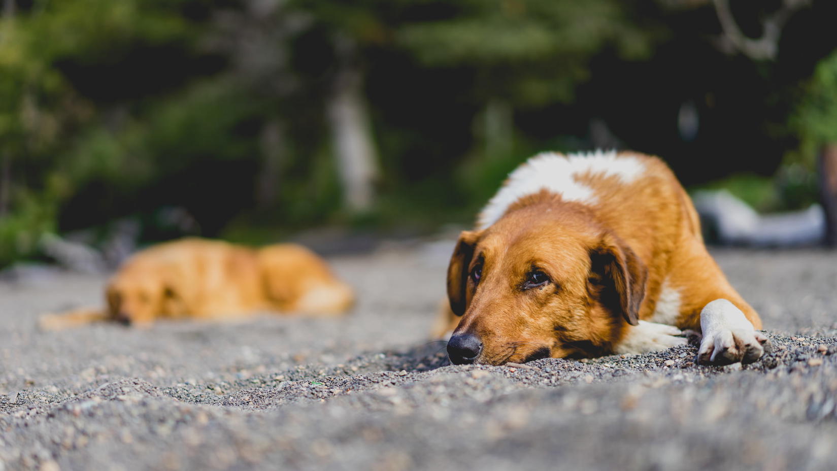 10 Photos of Cute Dogs in Patagonia