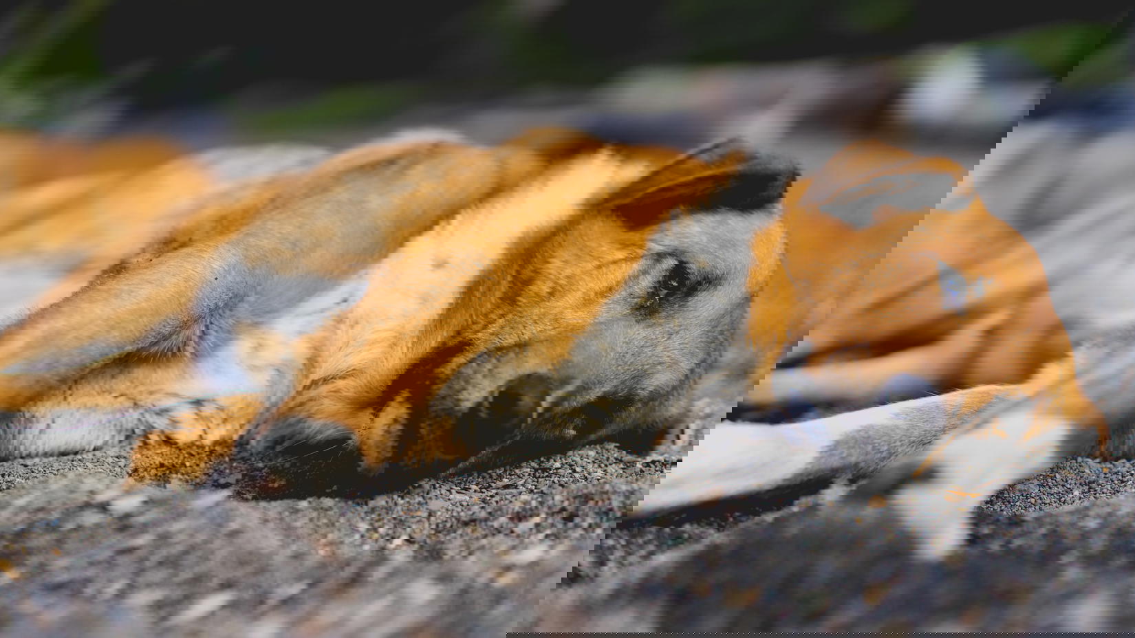 10 Photos of Cute Dogs in Patagonia