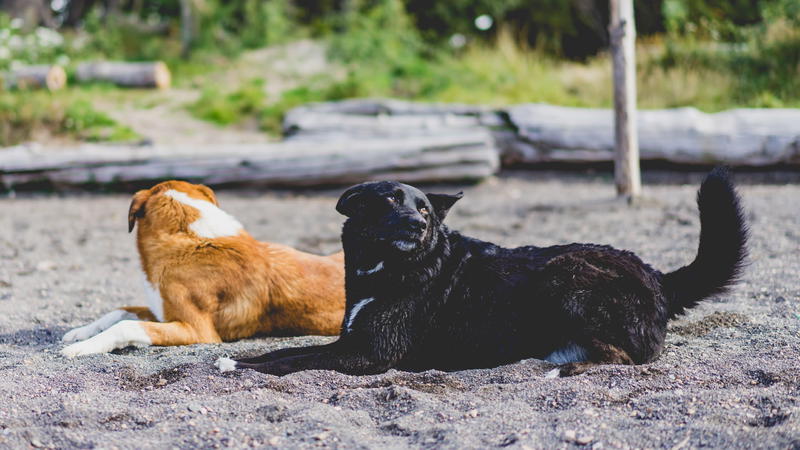 10 Photos of Cute Dogs in Patagonia