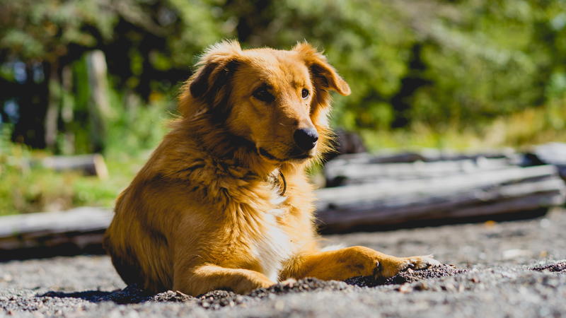 10 Photos of Cute Dogs in Patagonia