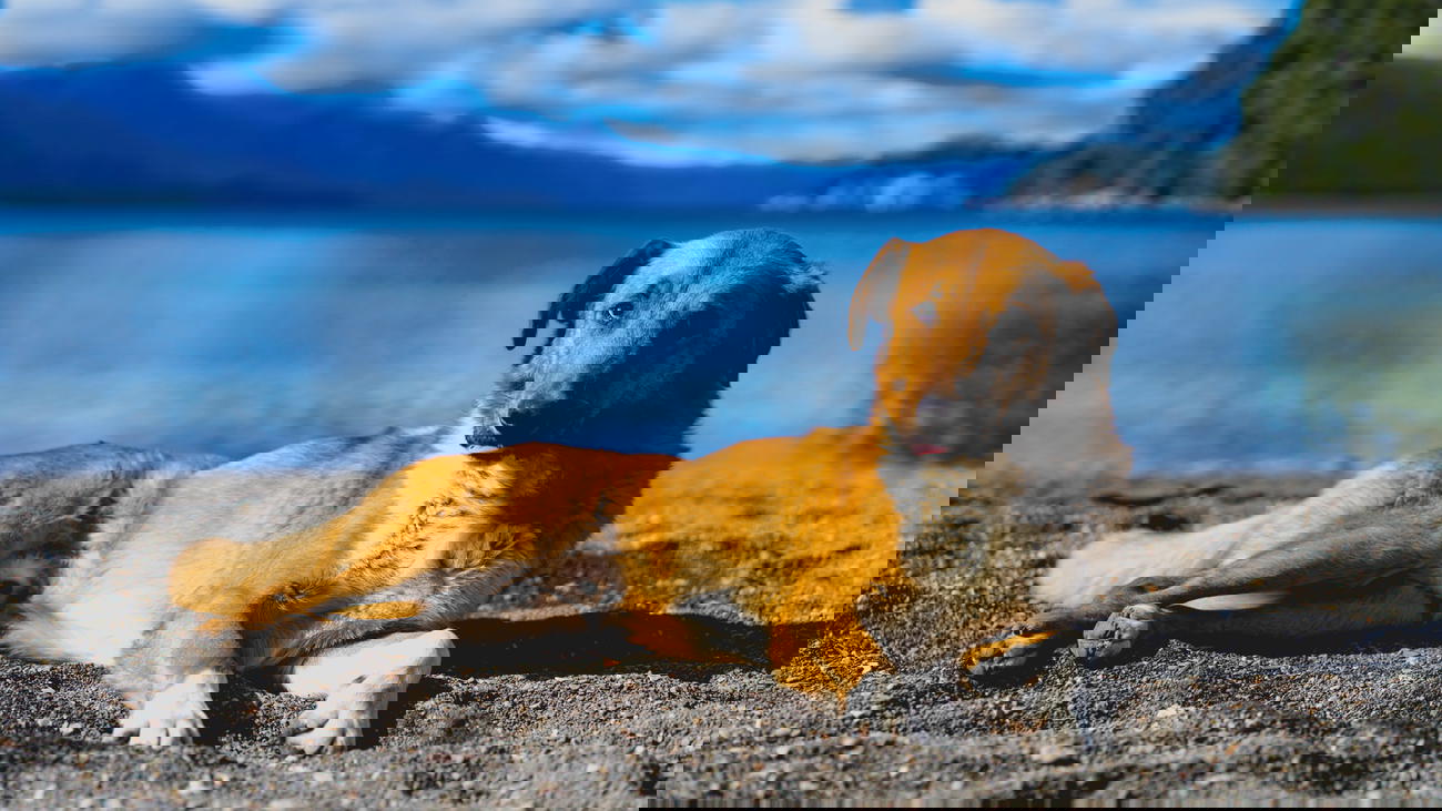 10 Photos of Cute Dogs in Patagonia