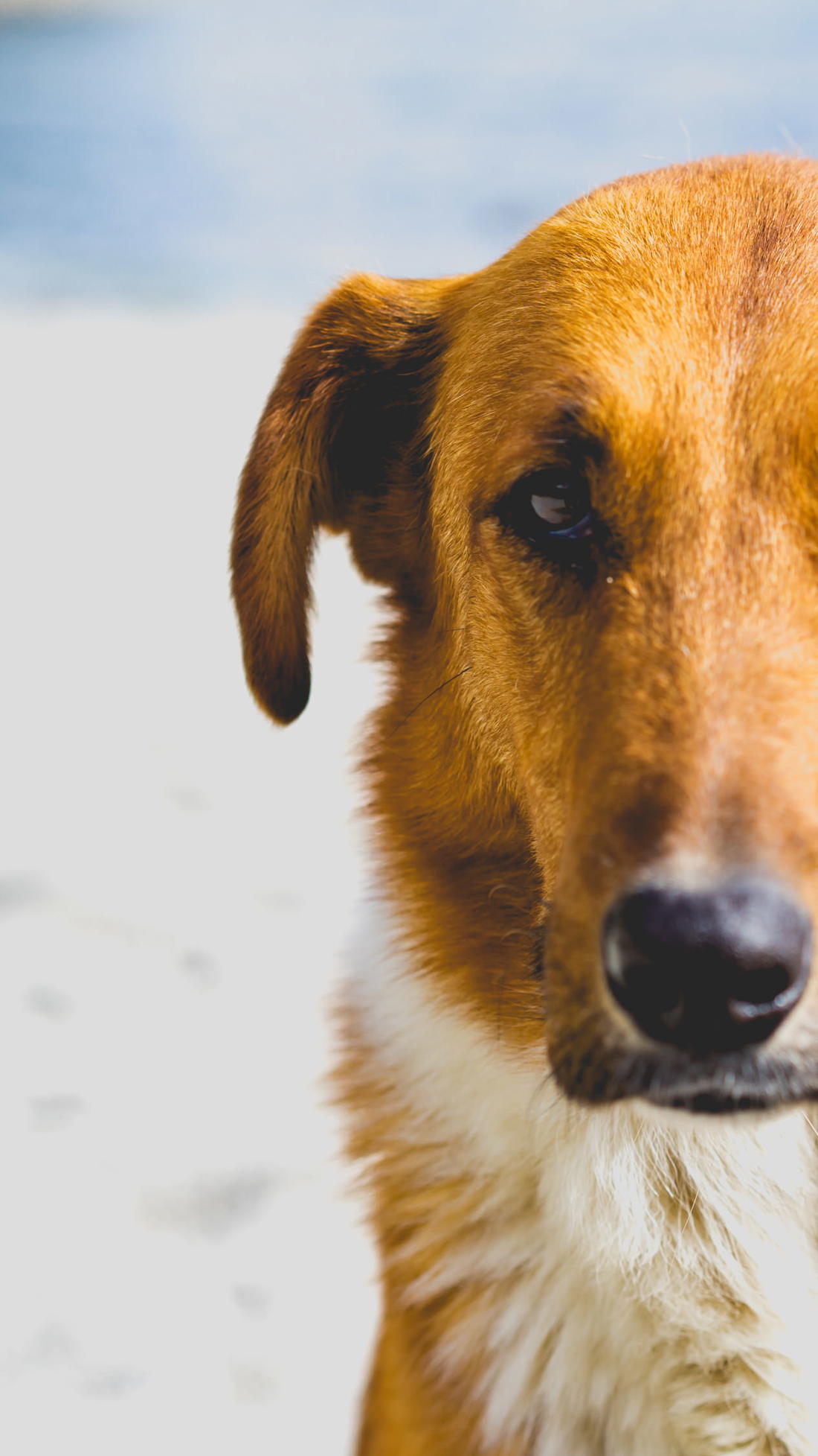 10 Photos of Cute Dogs in Patagonia