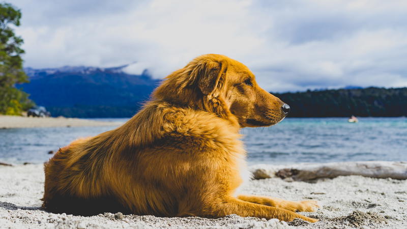 10 Photos of Cute Dogs in Patagonia