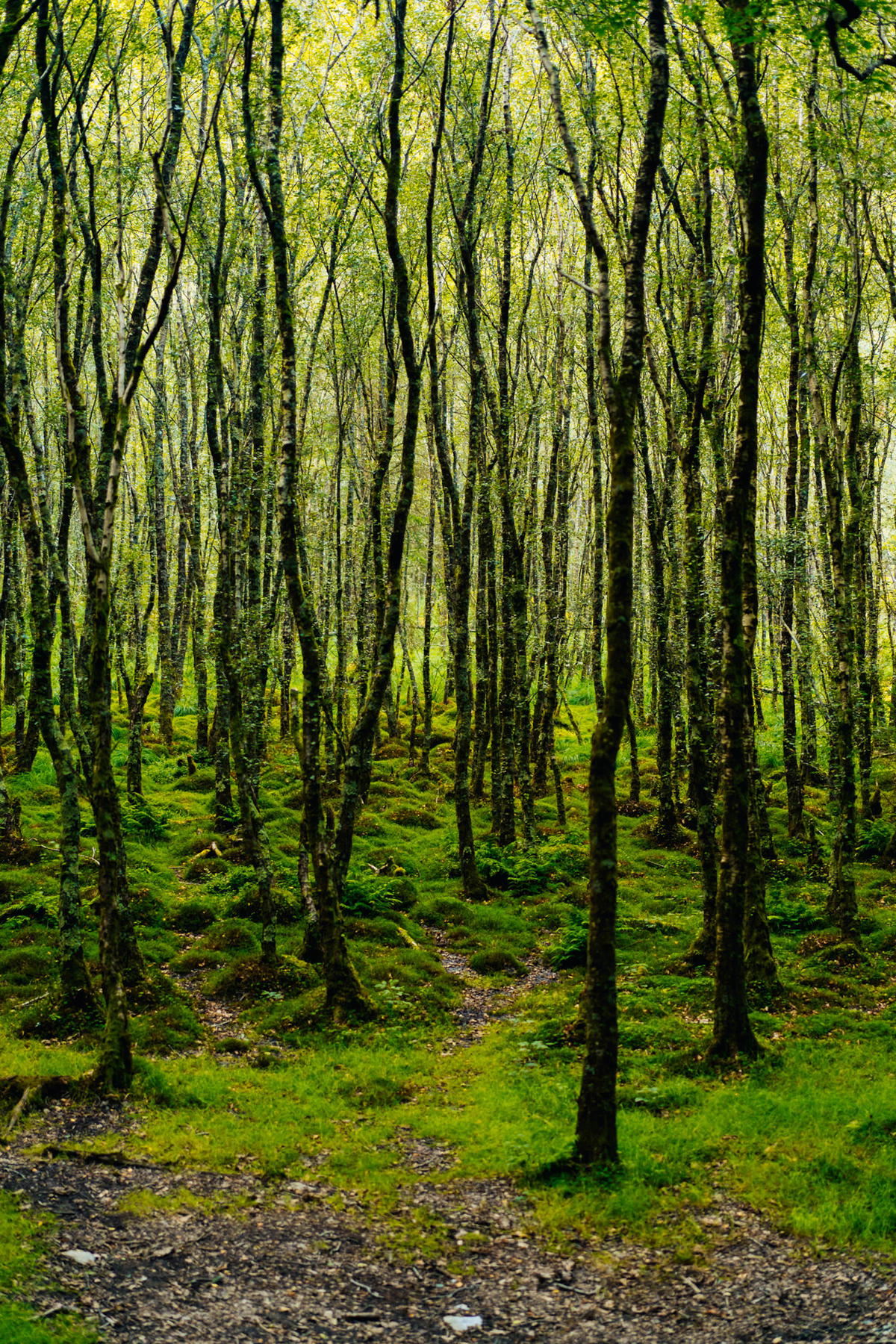 Stepping into Irish History at Glendalough