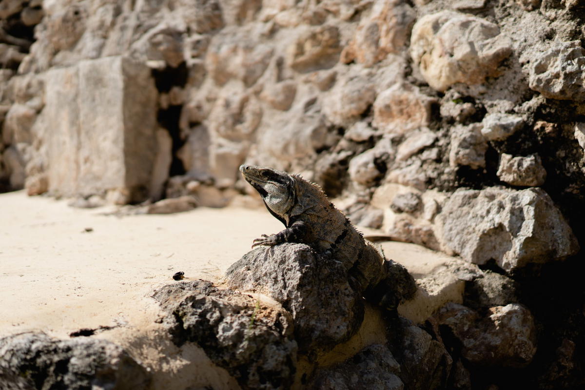 How to Get to Uxmal From Merida (And What to Expect)