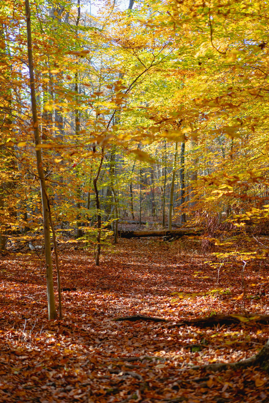 Photos Gallery: The Best of Fall Foliage at NJ Nature Reservations