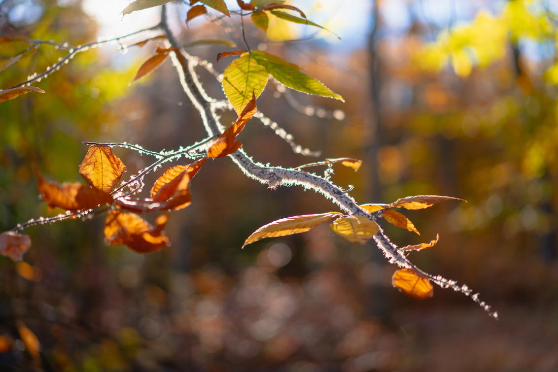 Photos Gallery: The Best of Fall Foliage at NJ Nature Reservations