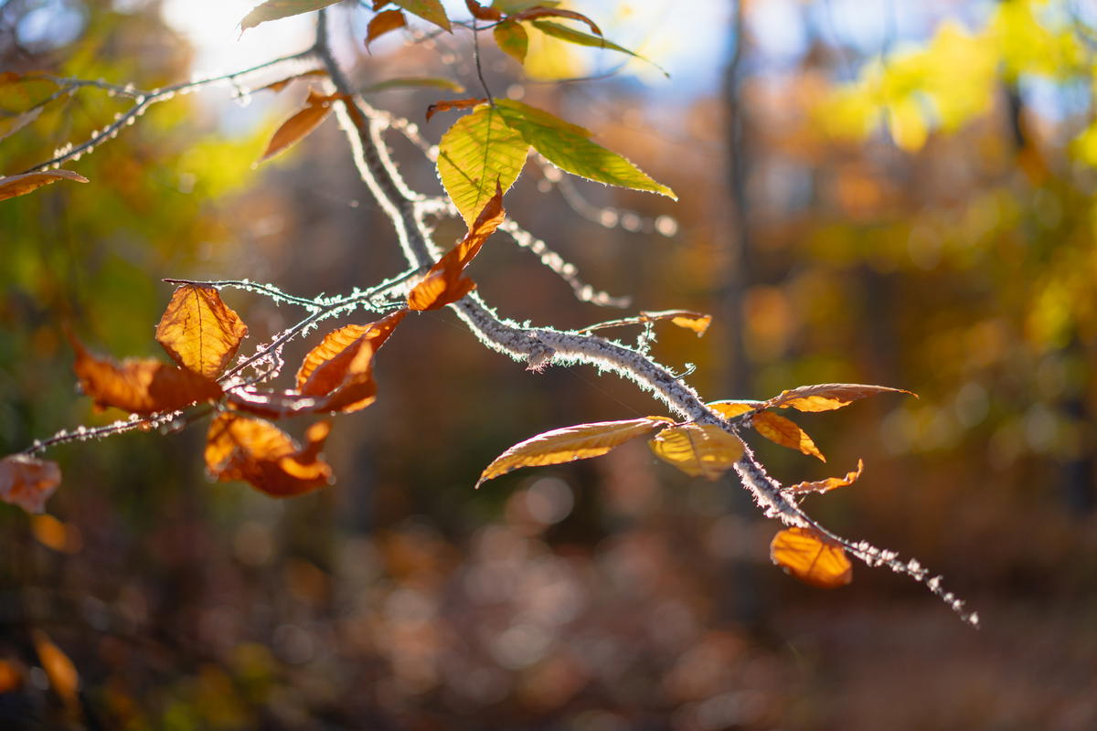 Photos Gallery: The Best of Fall Foliage at NJ Nature Reservations