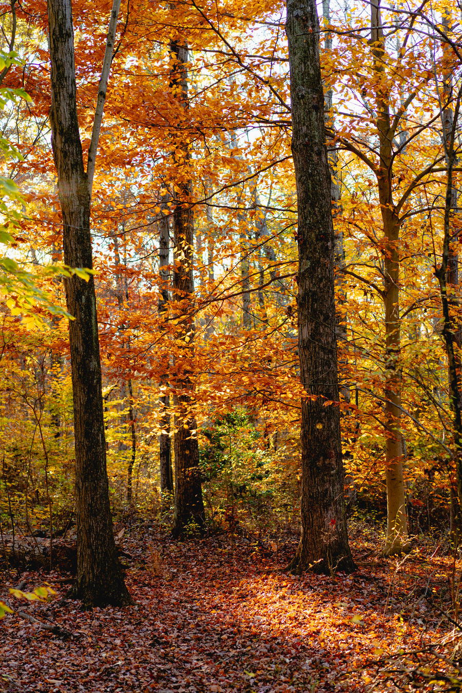 Photos Gallery: The Best of Fall Foliage at NJ Nature Reservations