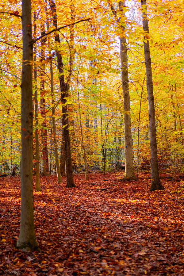 Photos Gallery: The Best of Fall Foliage at NJ Nature Reservations