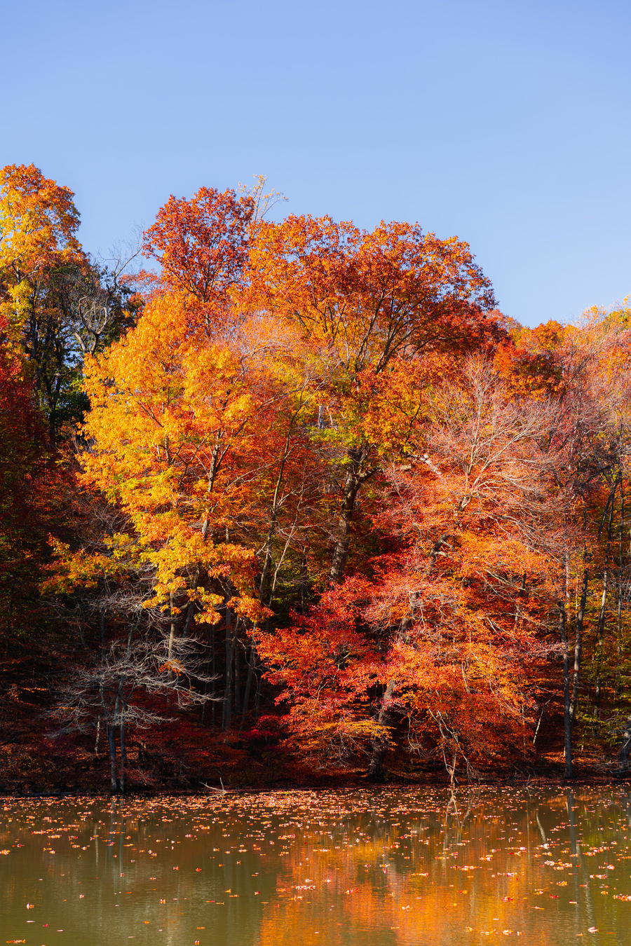 Photos Gallery: The Best of Fall Foliage at NJ Nature Reservations