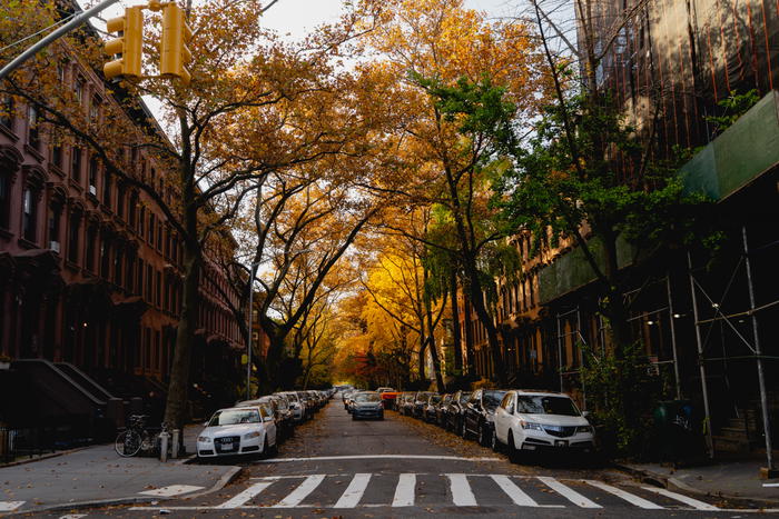 Photos of Peak NYC Fall Foliage in Fort Greene, Brooklyn